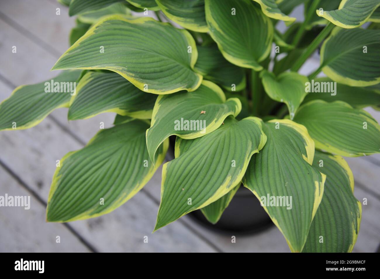 Giant Hosta Yellow River with large variegated leaves grows in a pot in ...