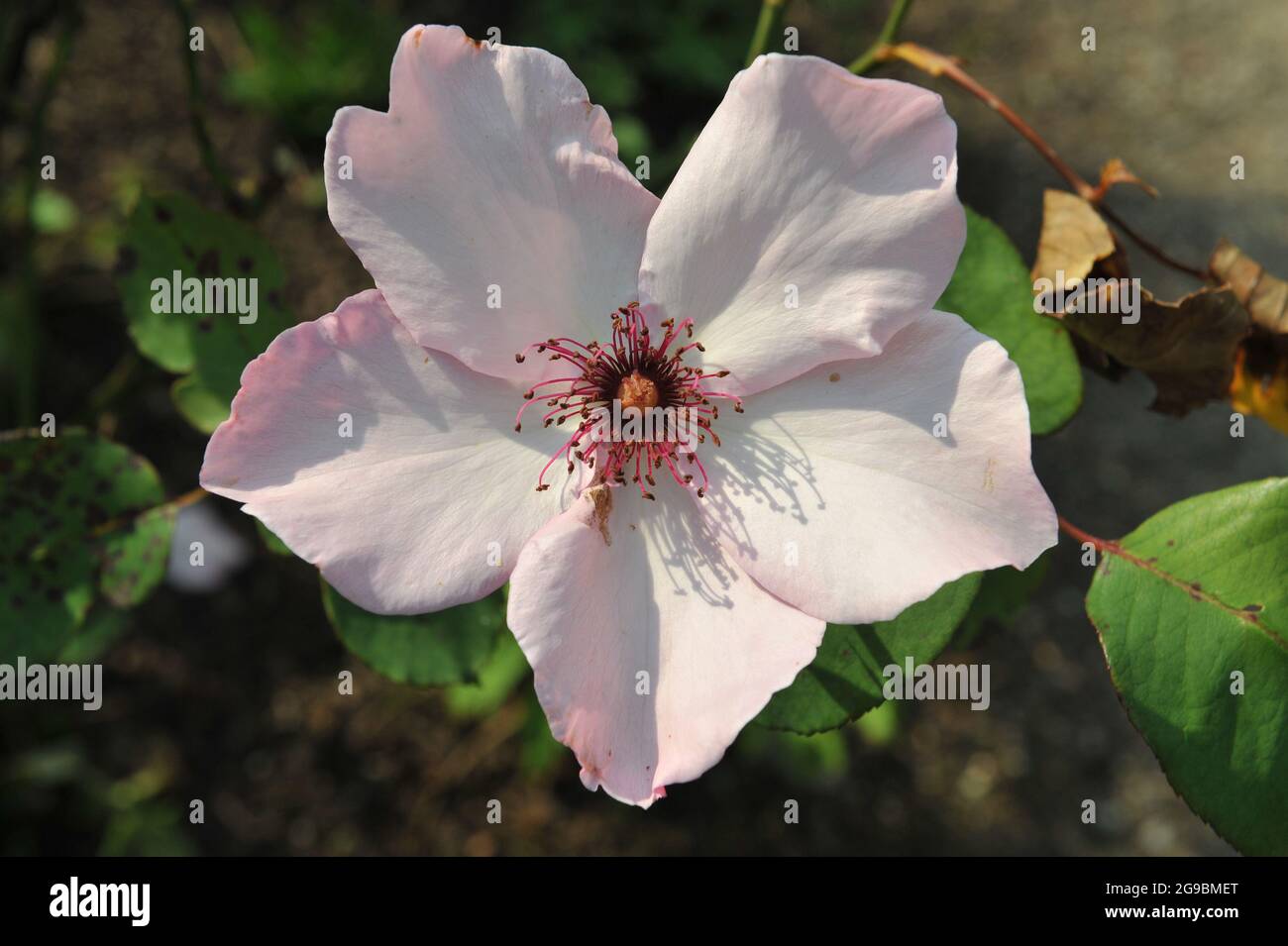 Light pink Hybrid Tea rose (Rosa) Dainty Bess blooms in a garden in ...