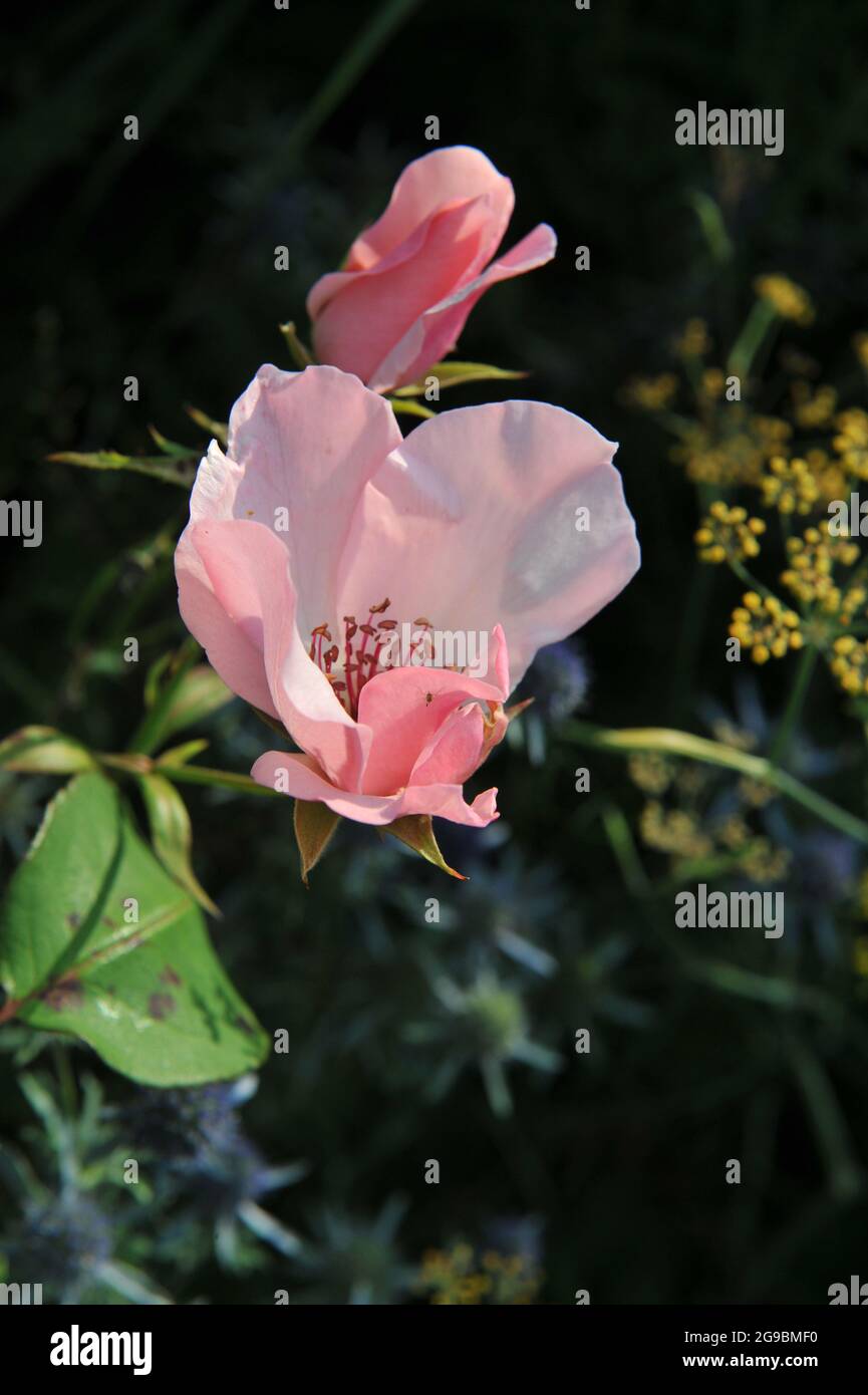 Light pink Hybrid Tea rose (Rosa) Dainty Bess blooms in a garden in ...