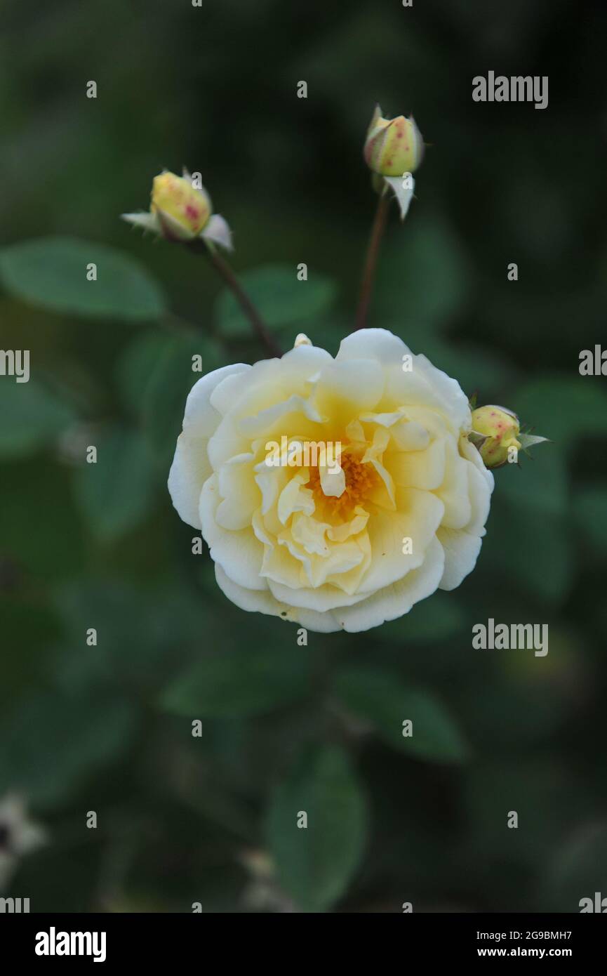 Light yellow Hybrid Musk rose (Rosa) Danae bloom in a garden in June ...