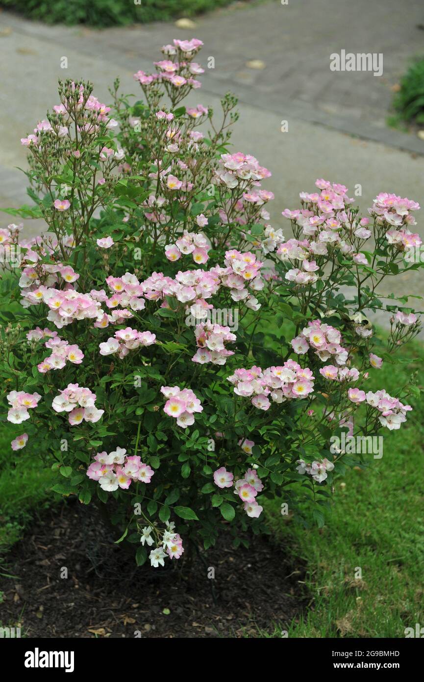 Pink and white shrub rose (Rosa) Dancing Girl bloom in a garden in June ...