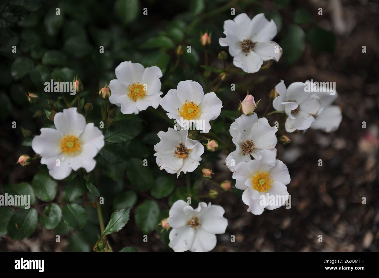 White shrub rose (Rosa) Danica bloom in a garden in June Stock Photo ...
