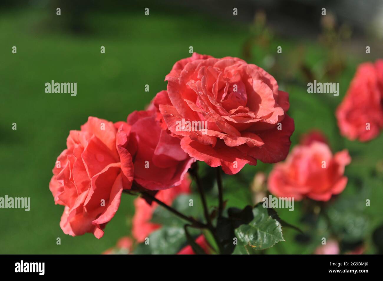 Danny boy hi-res stock photography and images - Alamy