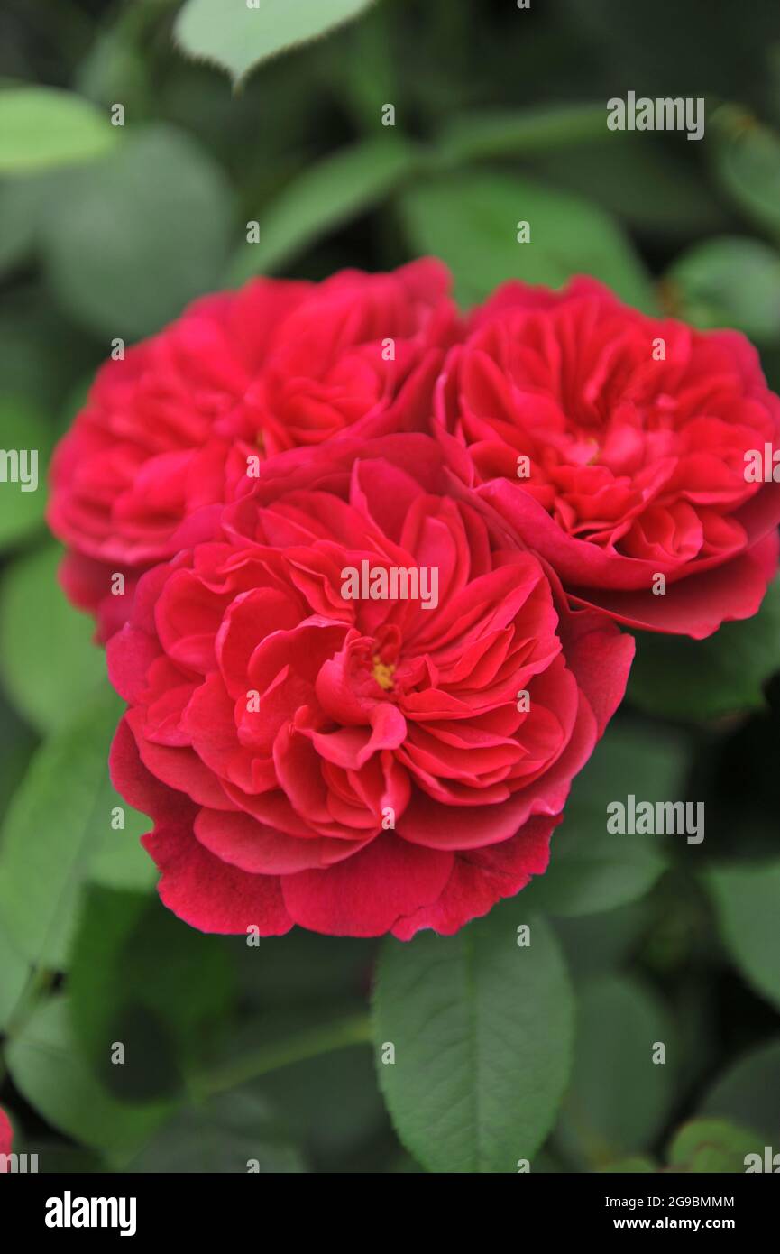 Red English shrub rose (Rosa) Darcey Bussell blooms in a garden in May ...
