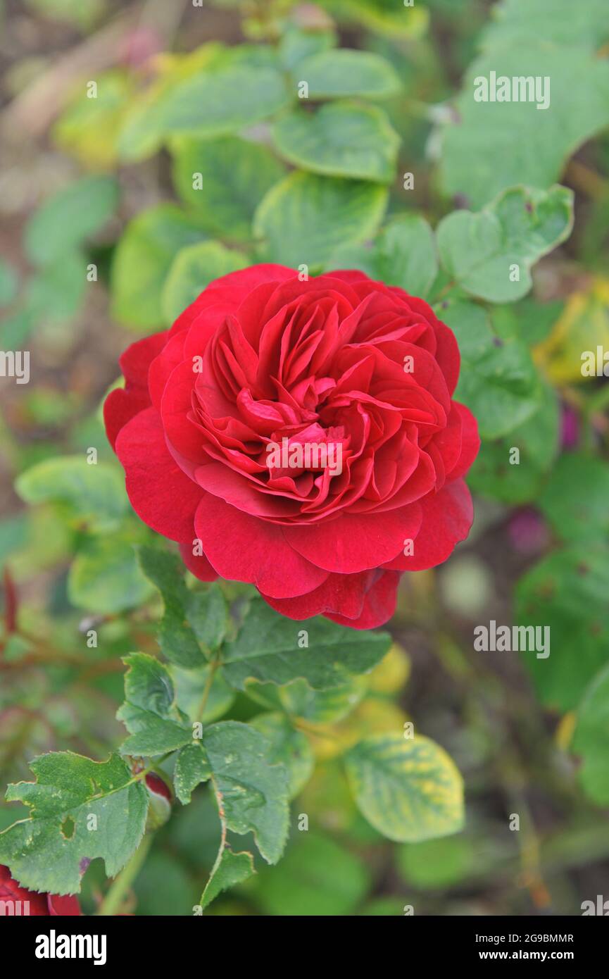 Red English shrub rose (Rosa) Darcey Bussell blooms in a garden in May ...