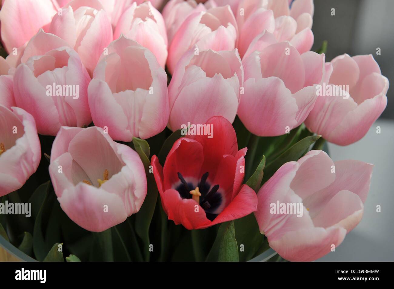 Gabriella holland hi-res stock photography and images - Alamy