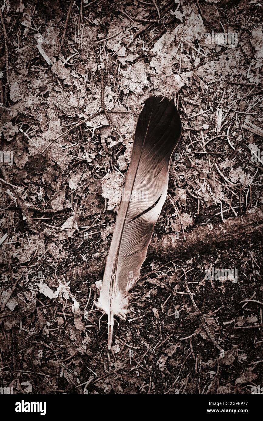 single feather on the ground Stock Photo - Alamy