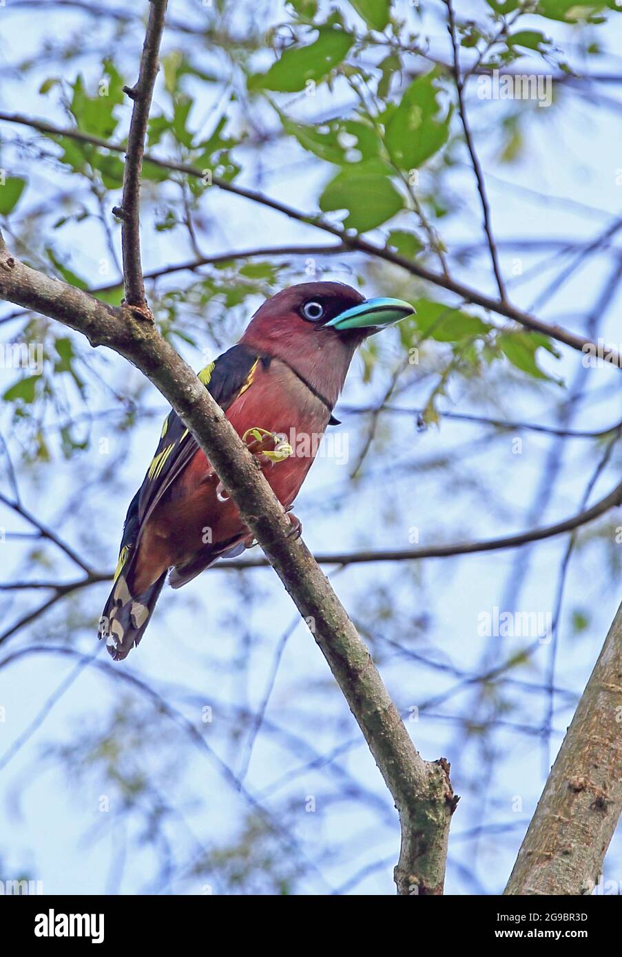 Banded broadbill hi-res stock photography and images - Alamy