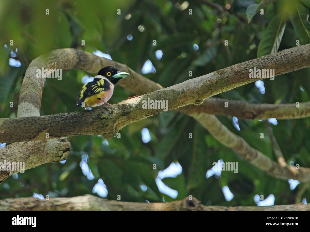 Black-and-yellow Broadbill (Eurylaimus ochromalus) adult male perched ...