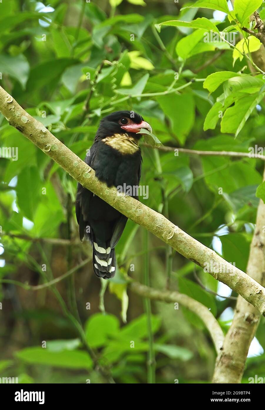 Dusky broadbill corydon sumatranus hi-res stock photography and images ...