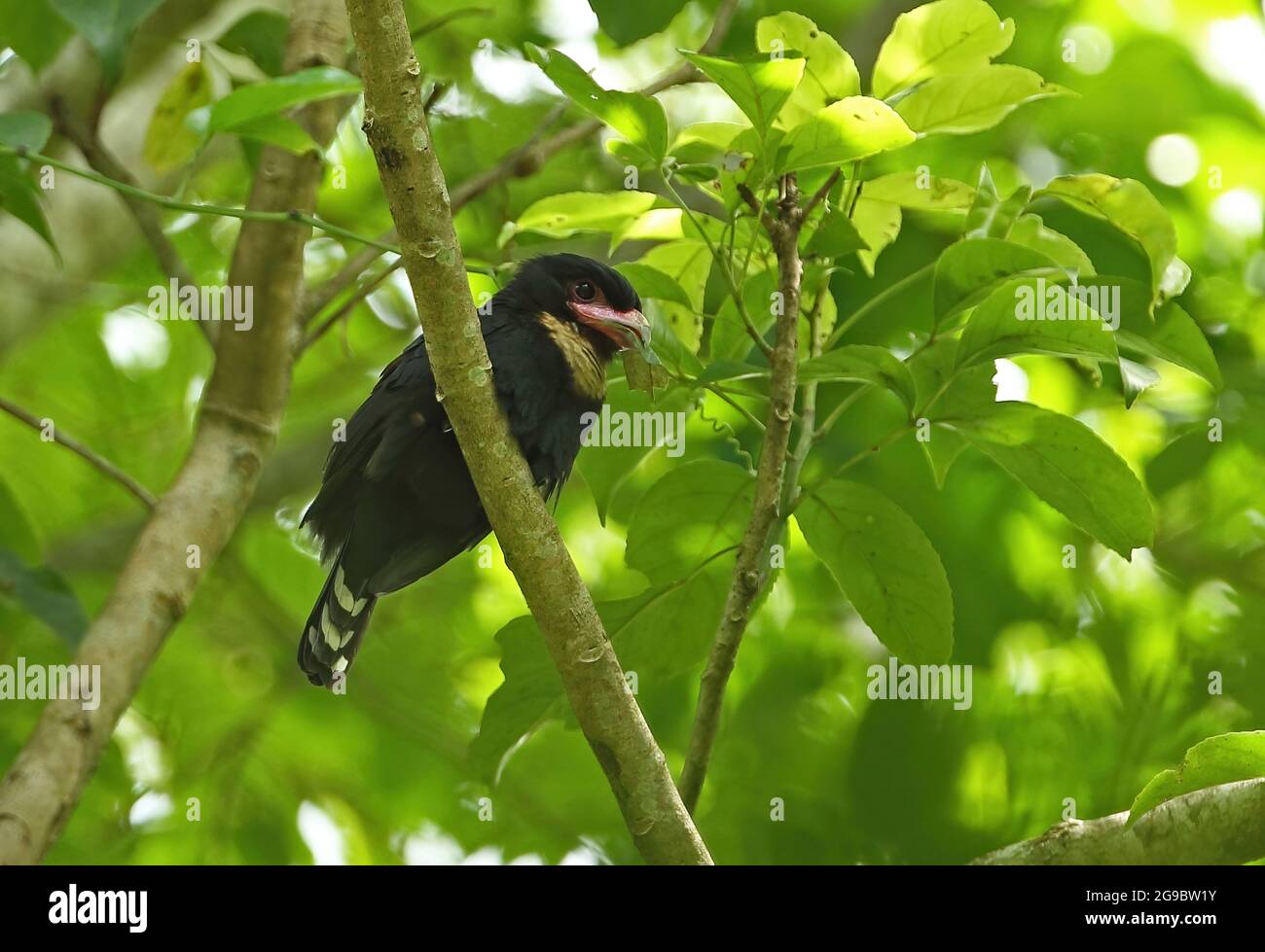 Dusky broadbill corydon sumatranus laoensis hi-res stock photography ...