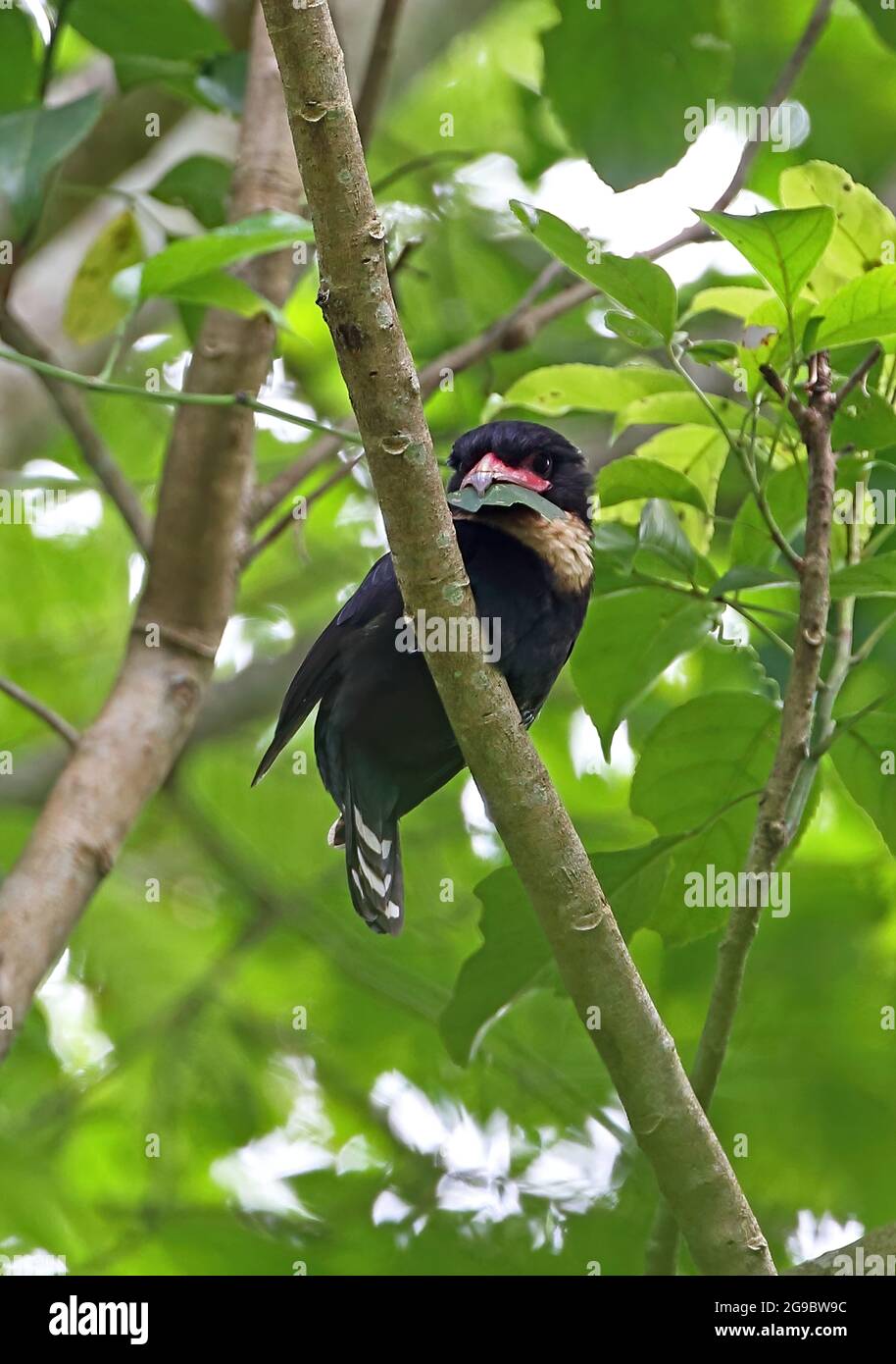 Dusky broadbill corydon sumatranus laoensis hi-res stock photography ...