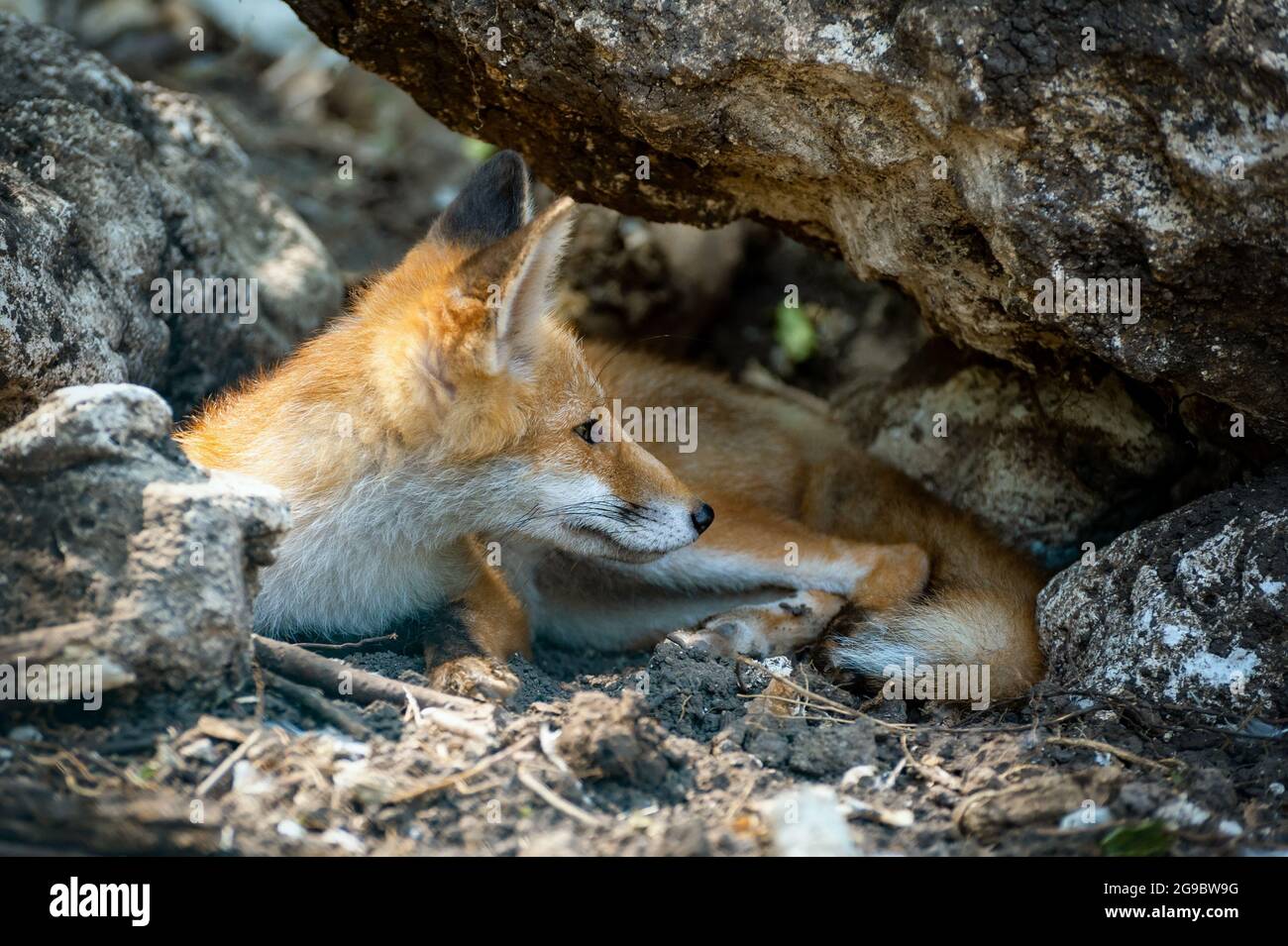 Fox winter forest background image hi-res stock photography and images ...
