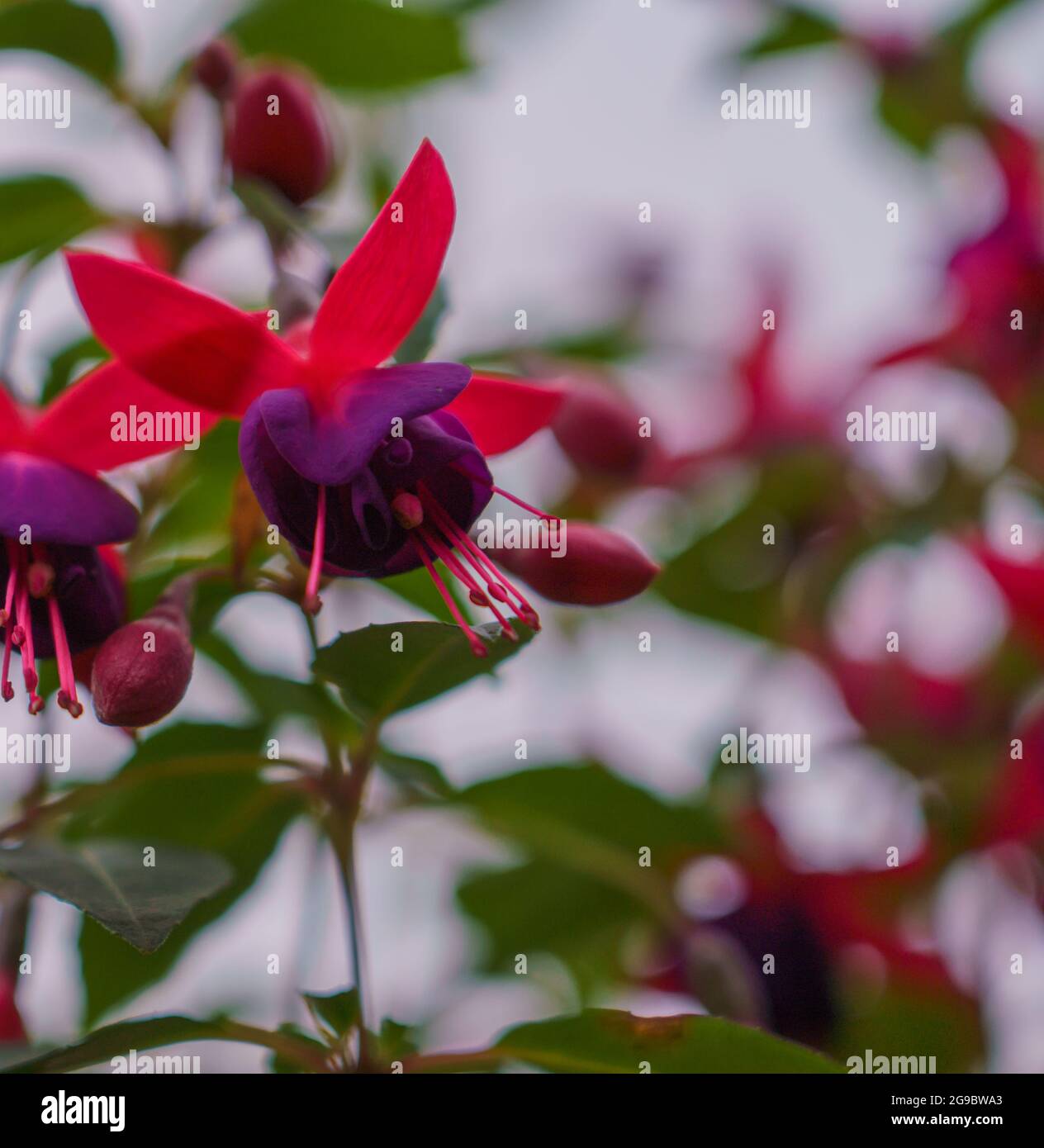 Plants red clematis hi-res stock photography and images - Alamy