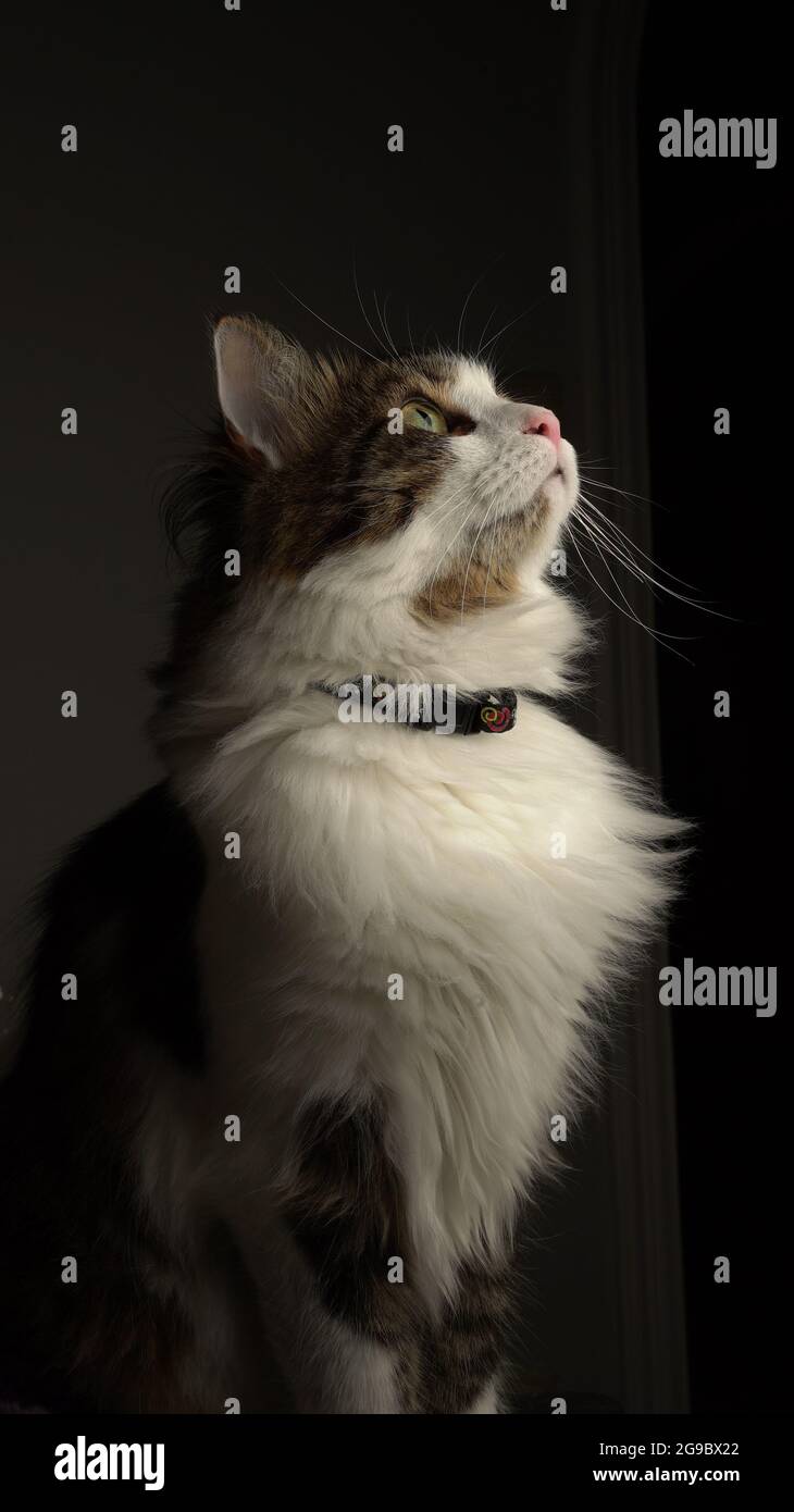 A portrait of a cute hairy Norwegian forest cat with green eyes looking ...