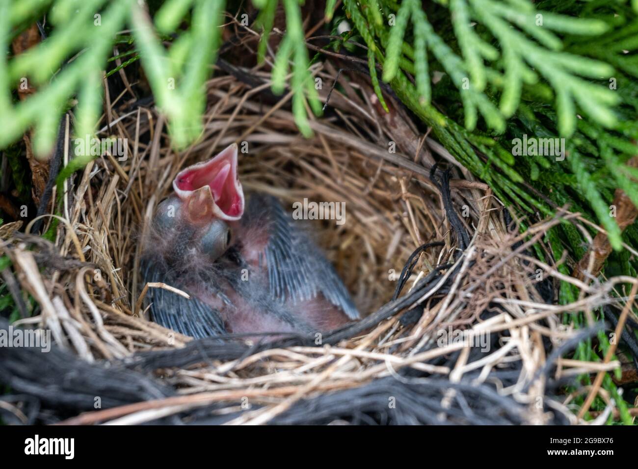 A top view closeup view of a new born bird screaming being in the nest ...