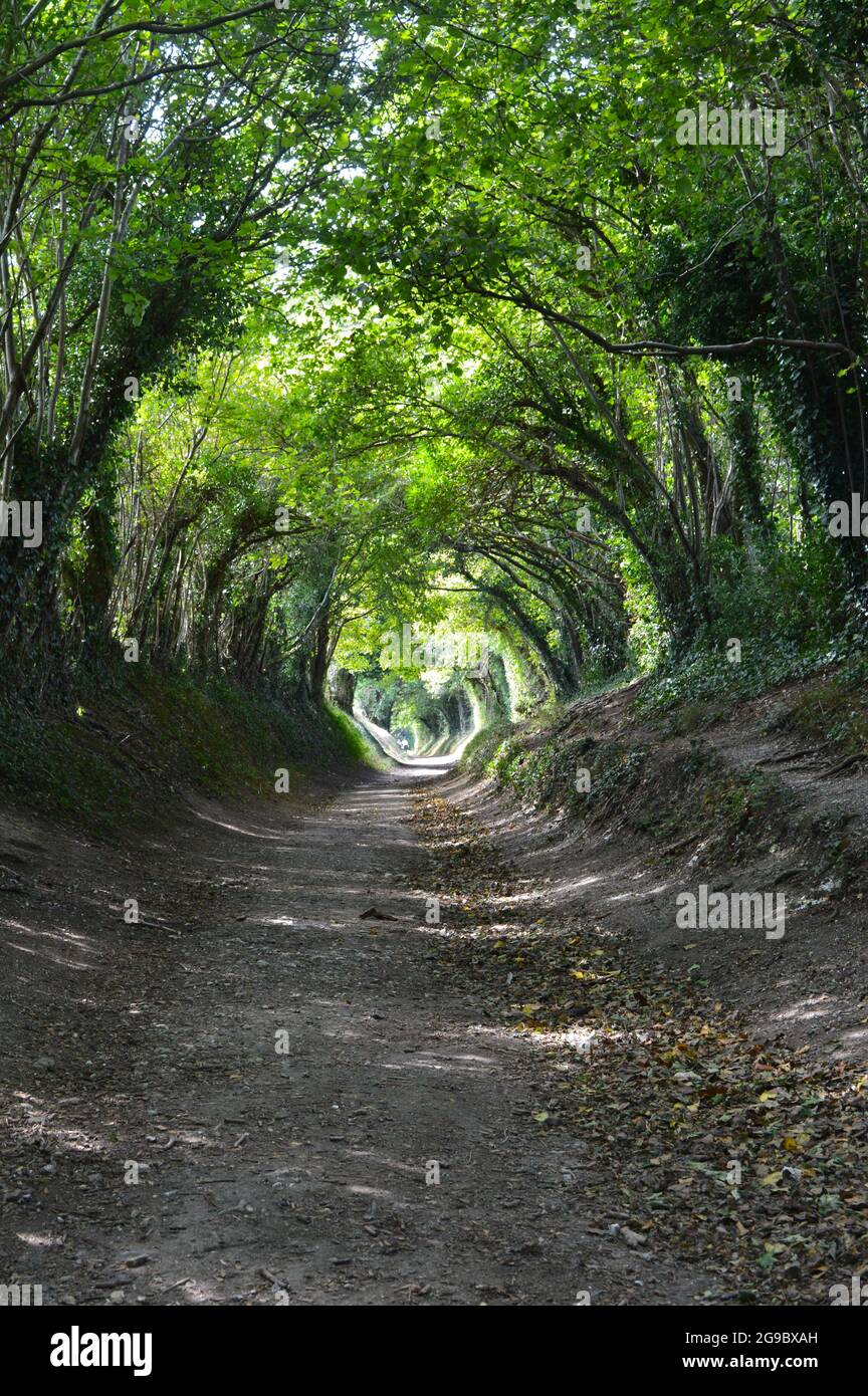 Tree tunnel england hi-res stock photography and images - Alamy