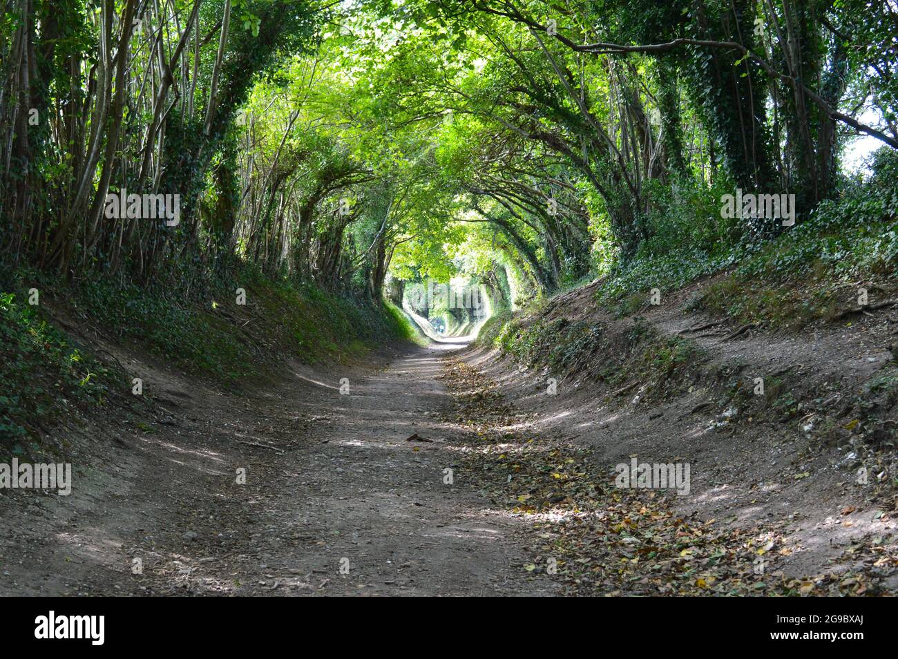 Tree tunnel england hi-res stock photography and images - Alamy