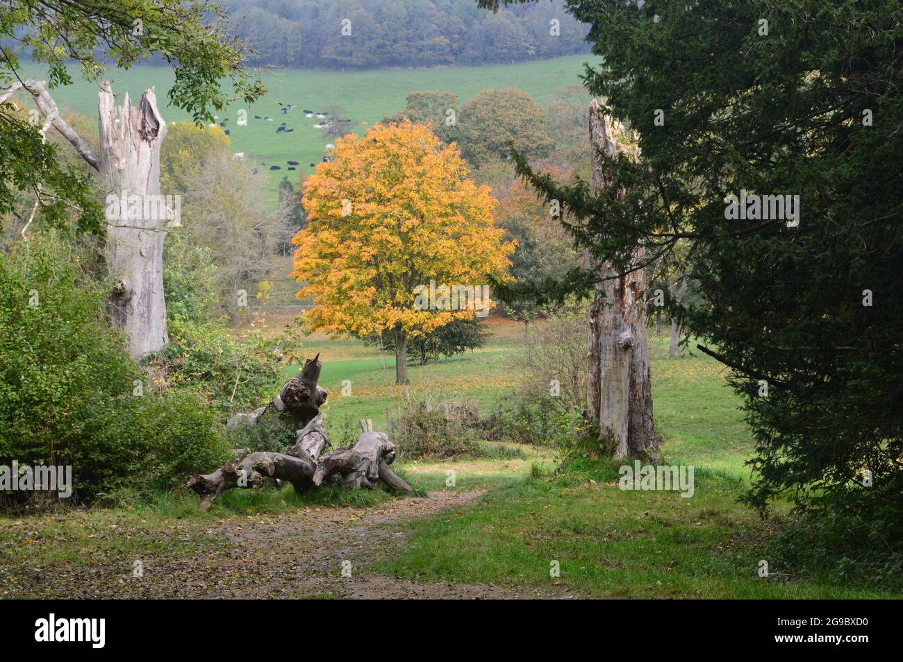 Yellow tree standing by itself in Stamner Park, East Sussex, England ...