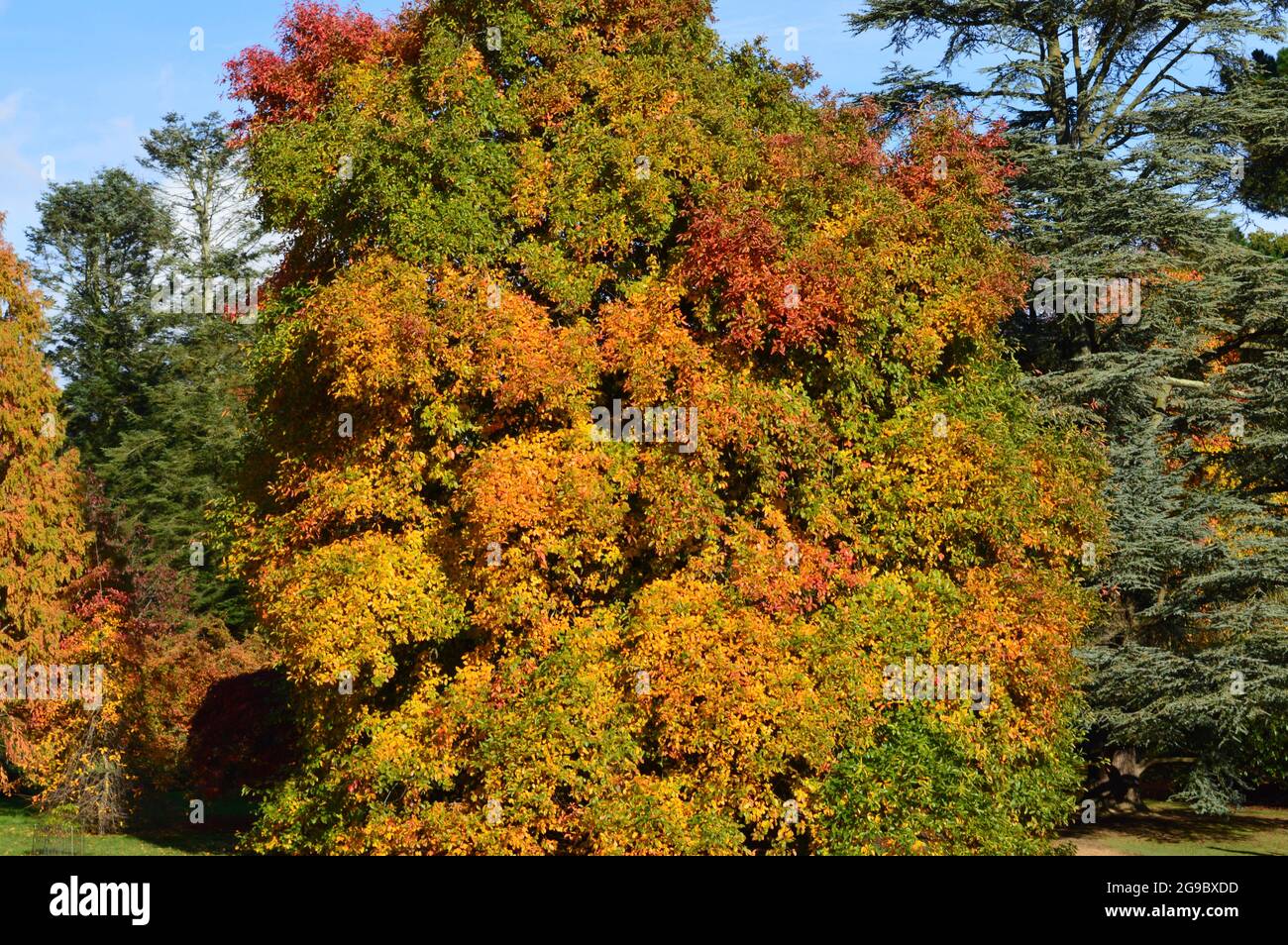 big beautiful multicoloured tree in the sun Stock Photo - Alamy