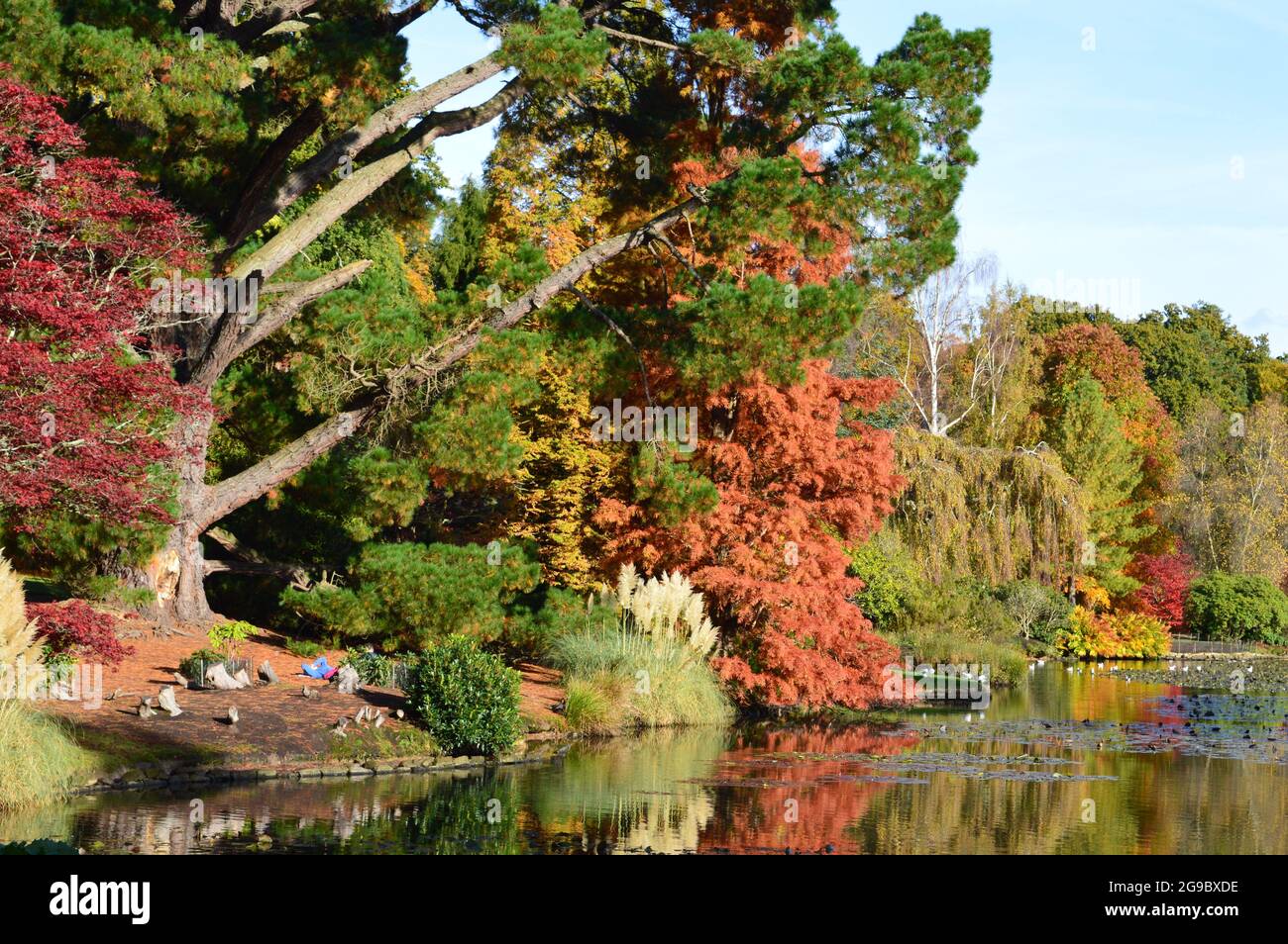 Colourful trees hi-res stock photography and images - Alamy