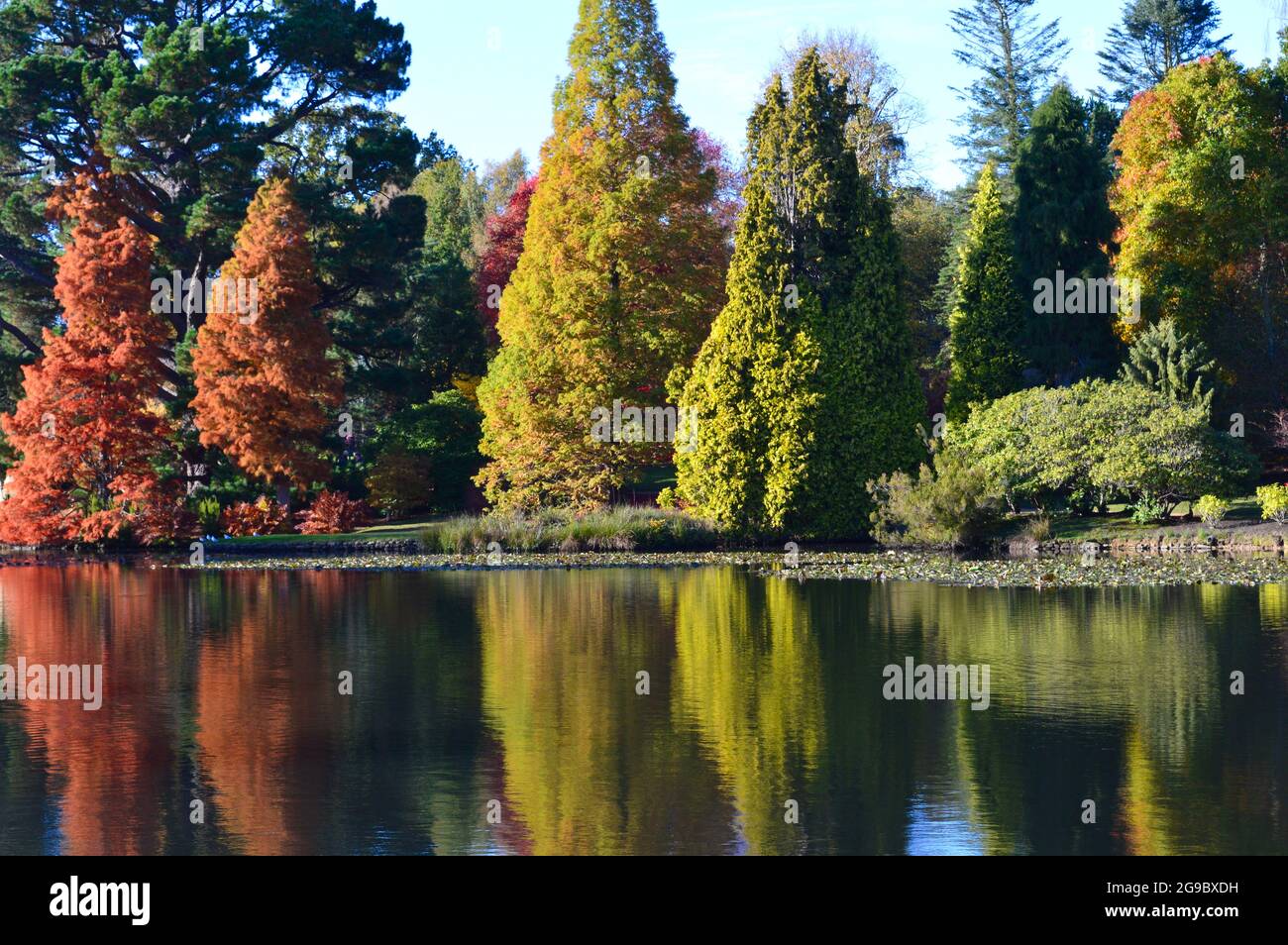 a gathering of colourful trees reflecting into a lake Stock Photo - Alamy