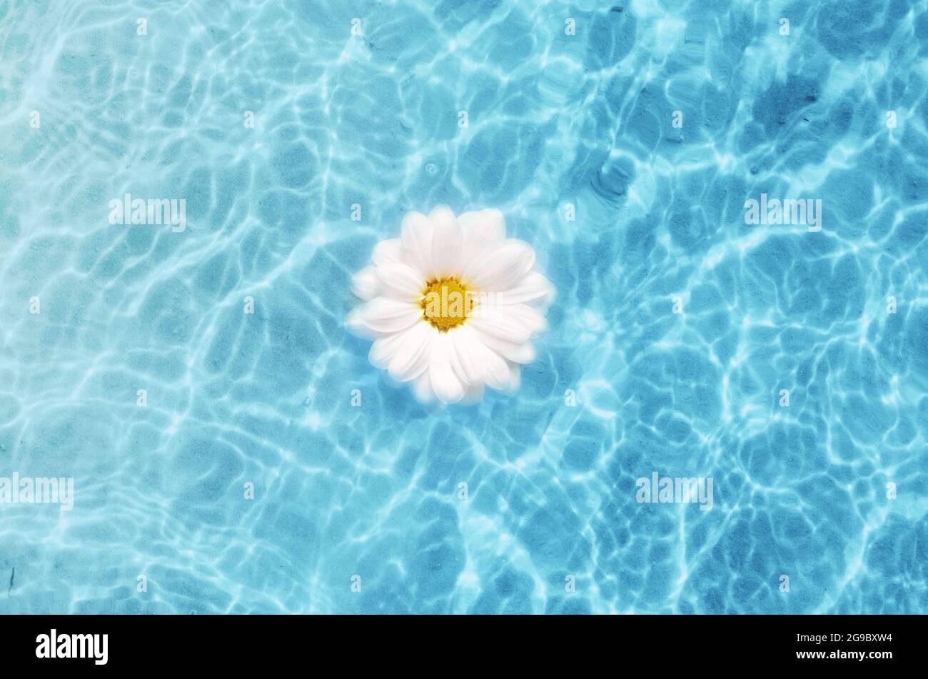 Top view White flower daisy floating on surface of water, shadow on the ...