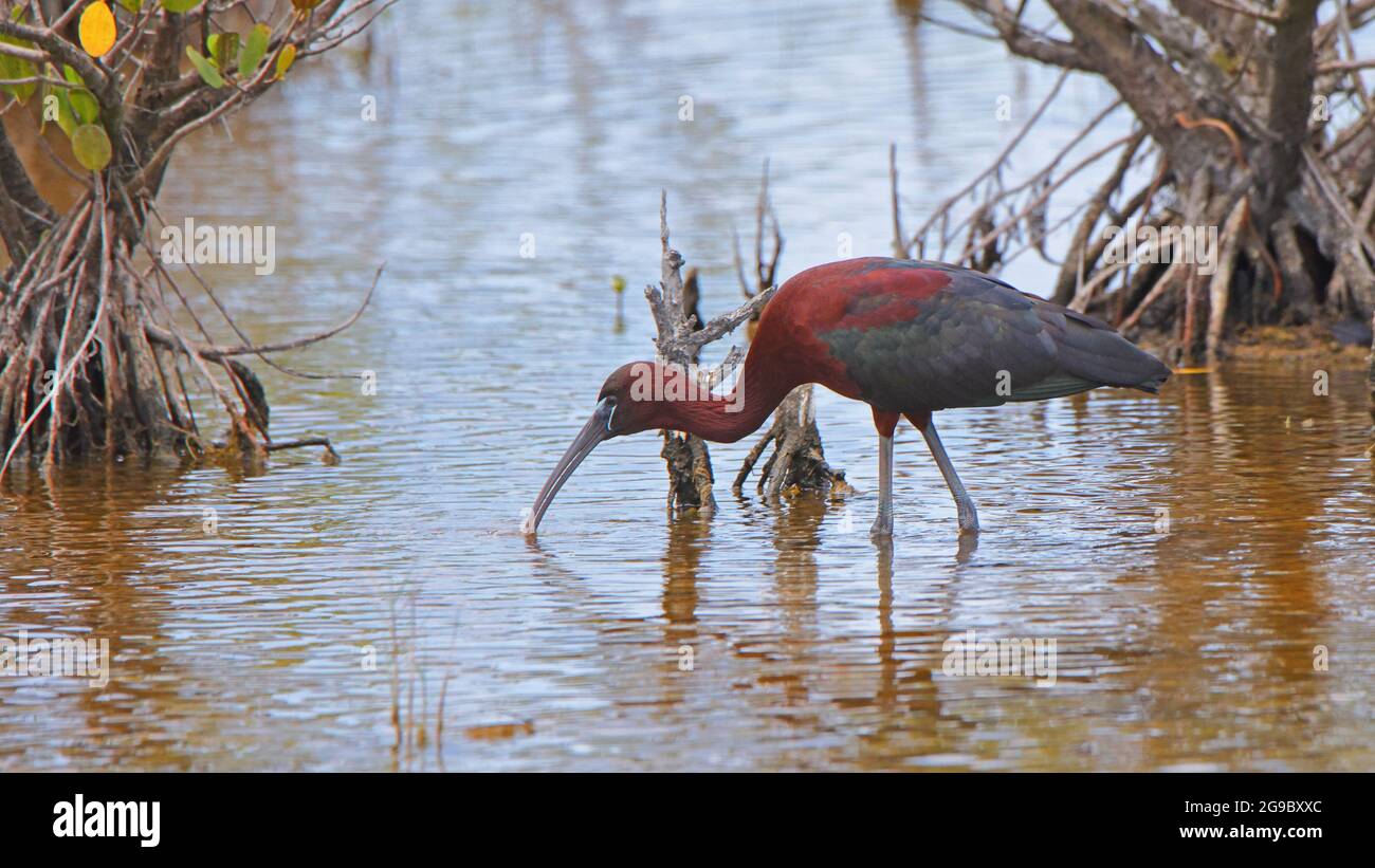 Glossy ibis in breeding plumage feeding in shallow water in the Merritt ...
