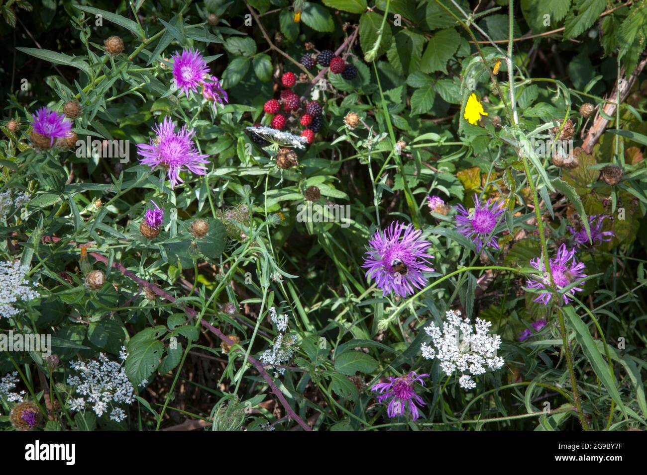 Summer hedgerow flowers hi-res stock photography and images - Alamy