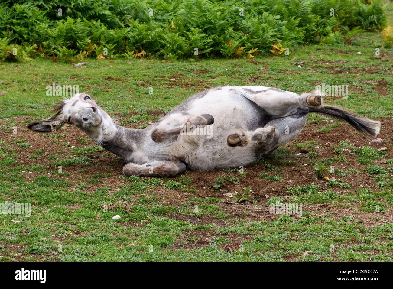 Donkey rolling hi-res stock photography and images - Alamy