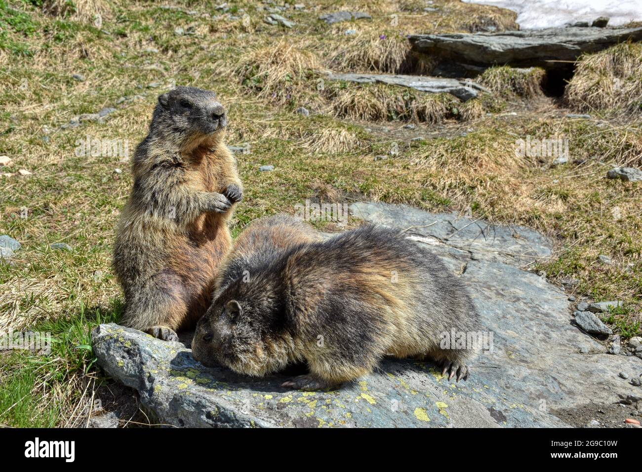 Murmeltier, Murmeltiere, Mankei, Munggen, Nagetier, Erdhörnchen ...