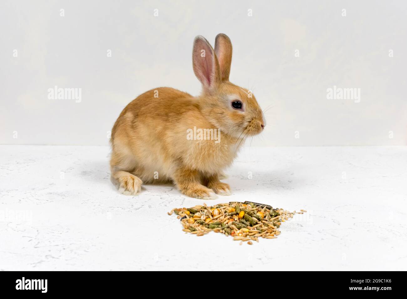 Redhead Ginger rabbit sitting next to food on a white background. Pet ...