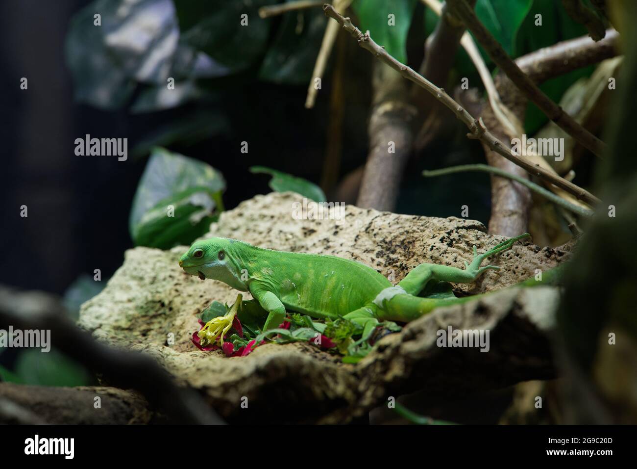 Reptile House at London Zoo Stock Photo - Alamy