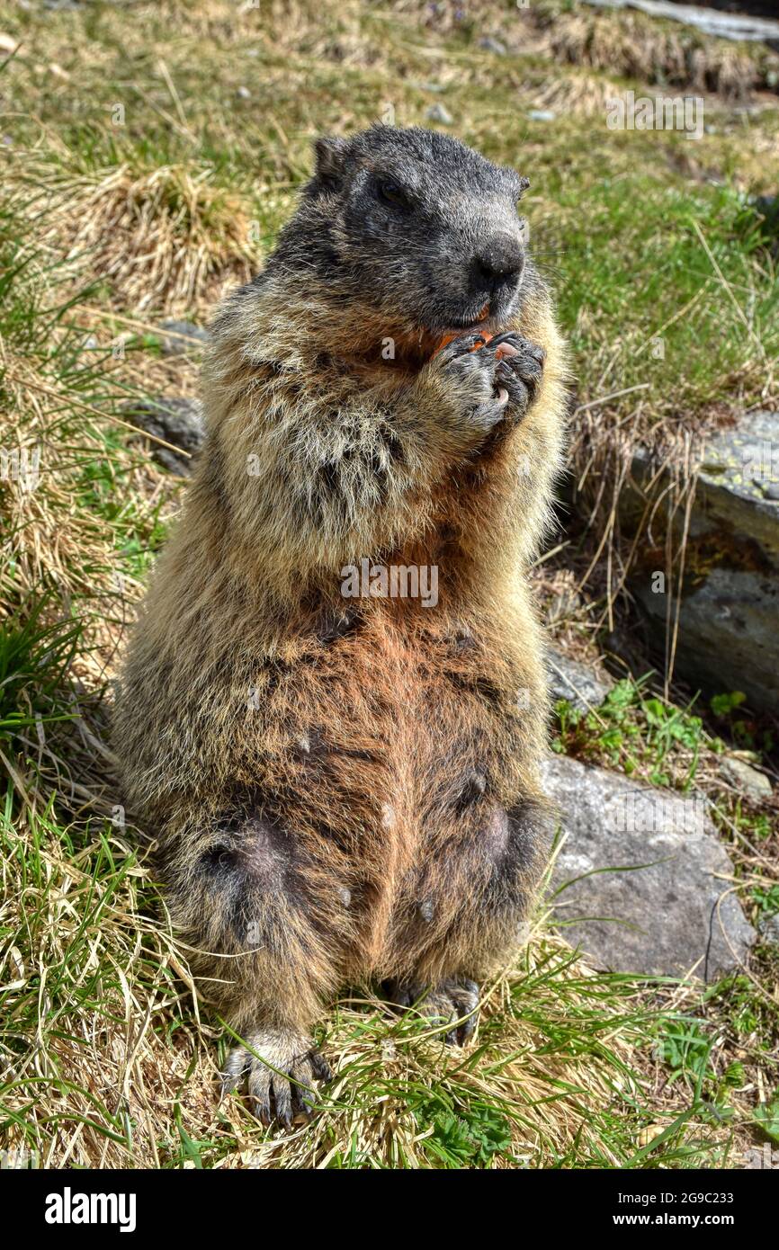 Murmeltier, Murmeltiere, Mankei, Munggen, Nagetier, Erdhörnchen ...