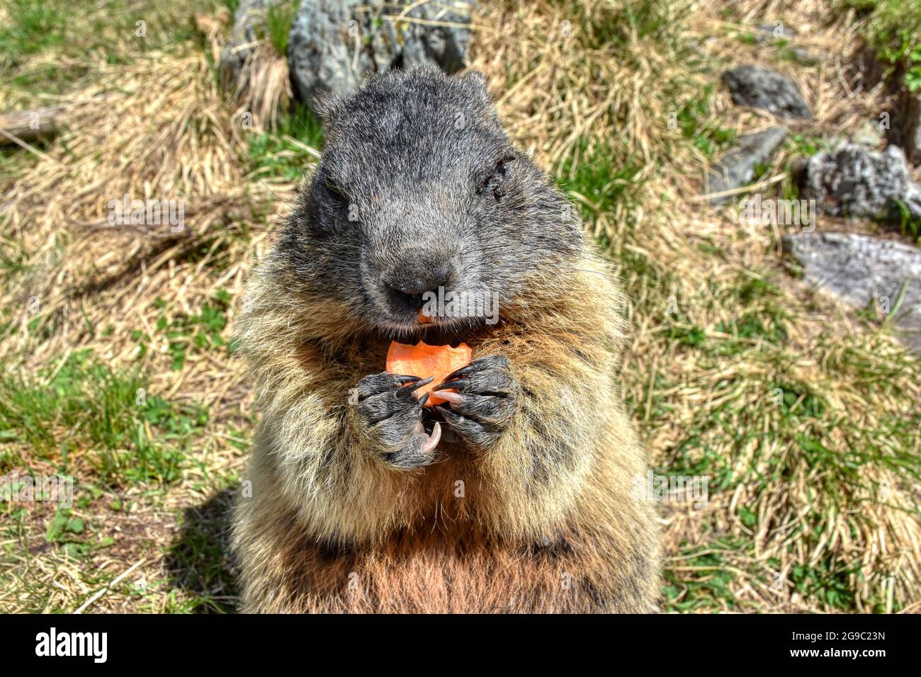 Winterschla hi-res stock photography and images - Alamy