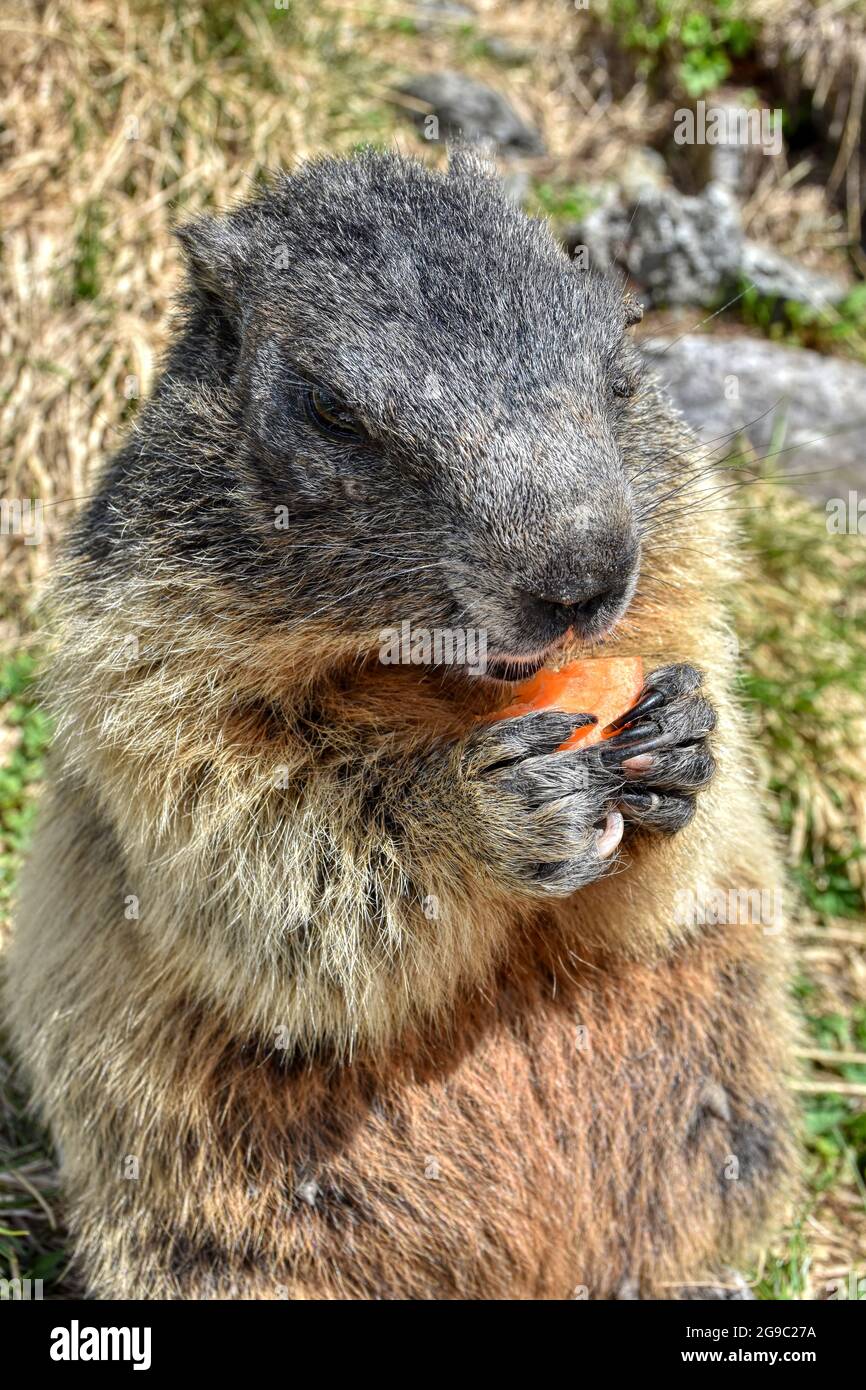 Murmeltier, Murmeltiere, Mankei, Munggen, Nagetier, Erdhörnchen ...