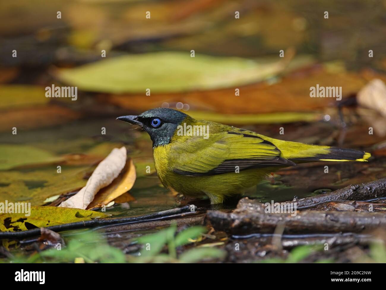 Black-headed Bulbul (Pycnonotus atriceps) adult bathing in pond Kaeng ...