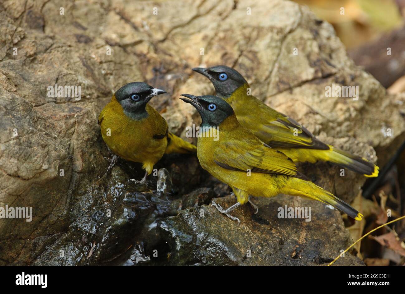 Black-headed Bulbul (Pycnonotus atriceps) three adults drinking at ...