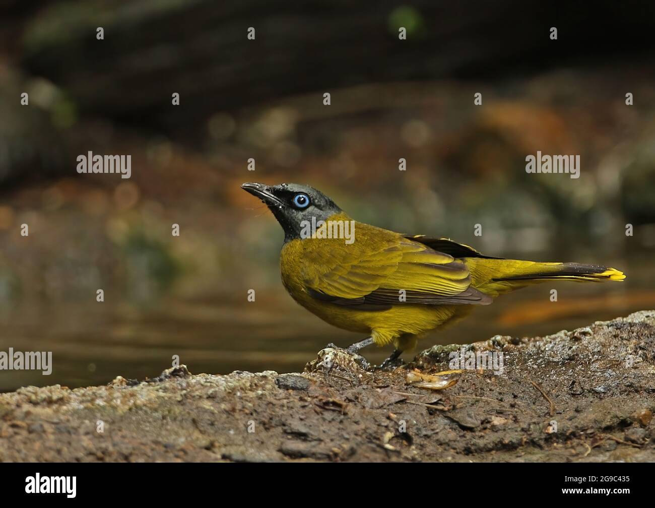 Black-headed Bulbul (Pycnonotus atriceps) adult drinking at waterhole ...