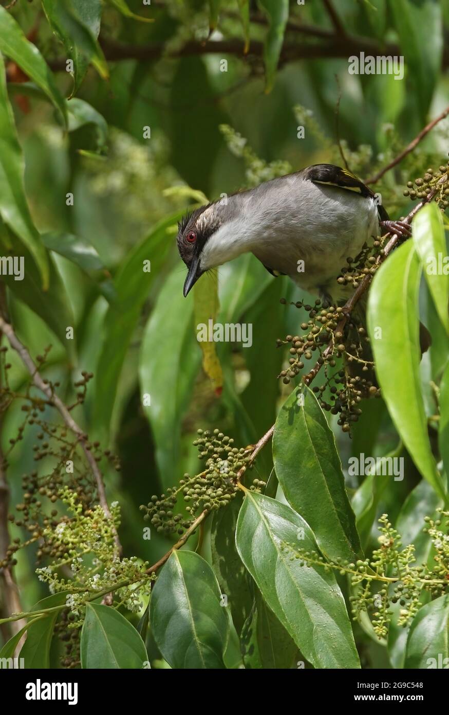 Ashy Bulbul (Hemixos flavala) adult in fruiting tree Kaeng Krachan NP ...