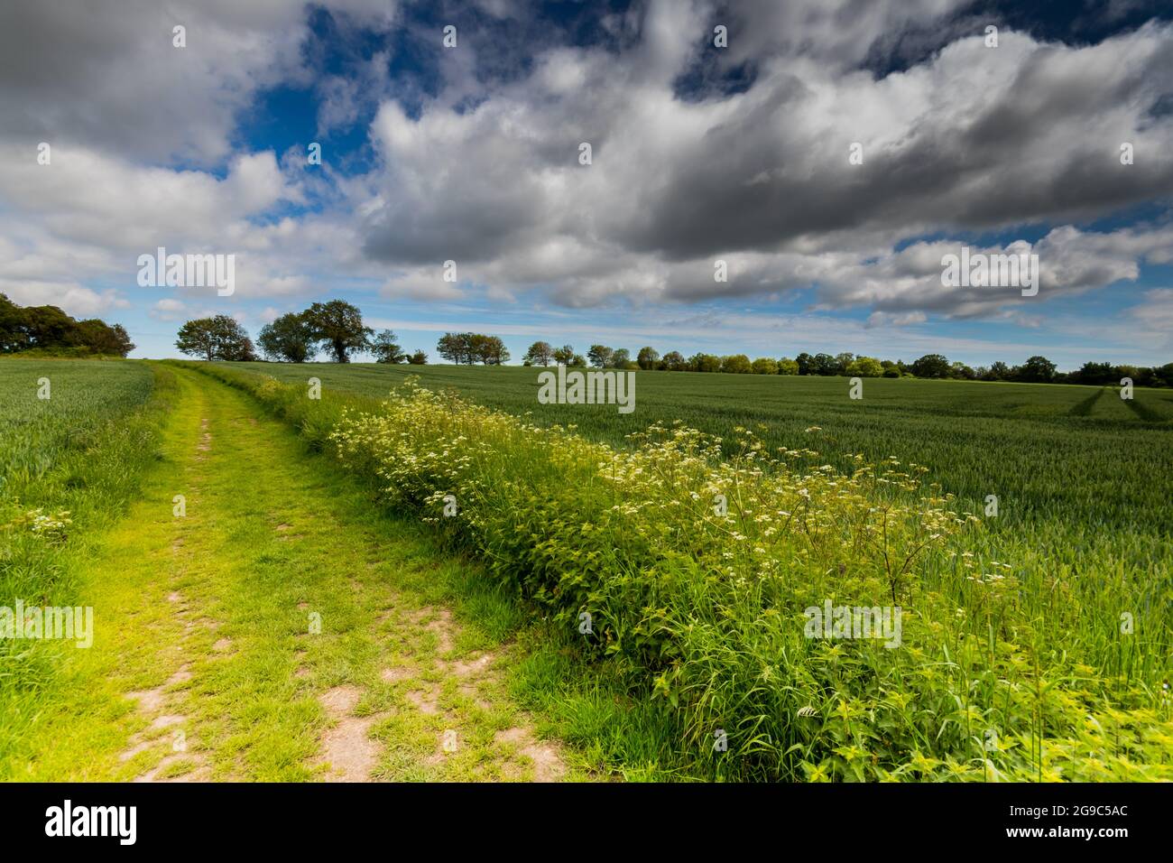 Boxgrove park hi-res stock photography and images - Alamy