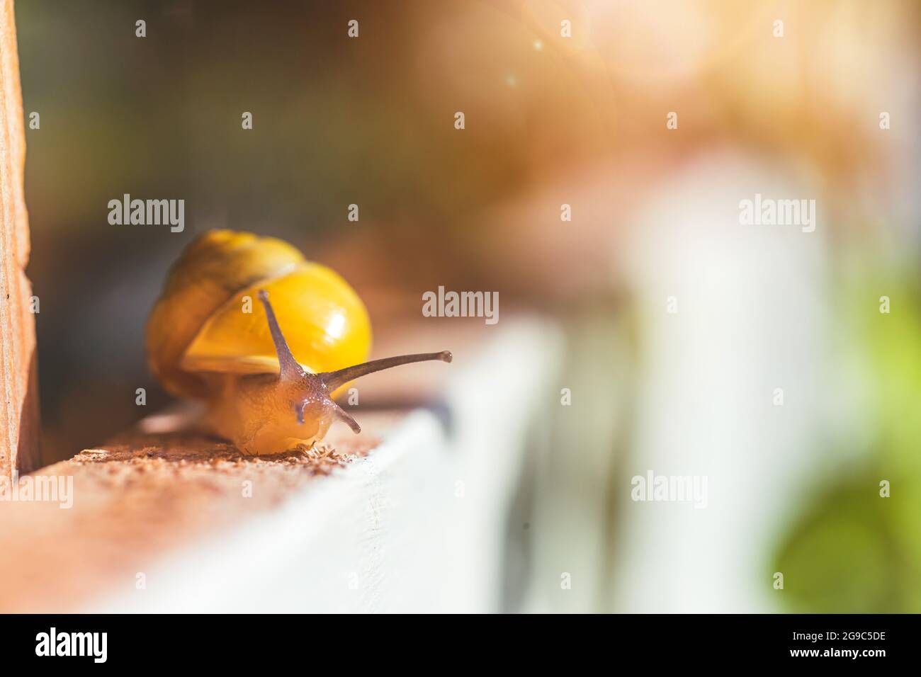 Snail crawling in the own garden after rain, close up Stock Photo - Alamy