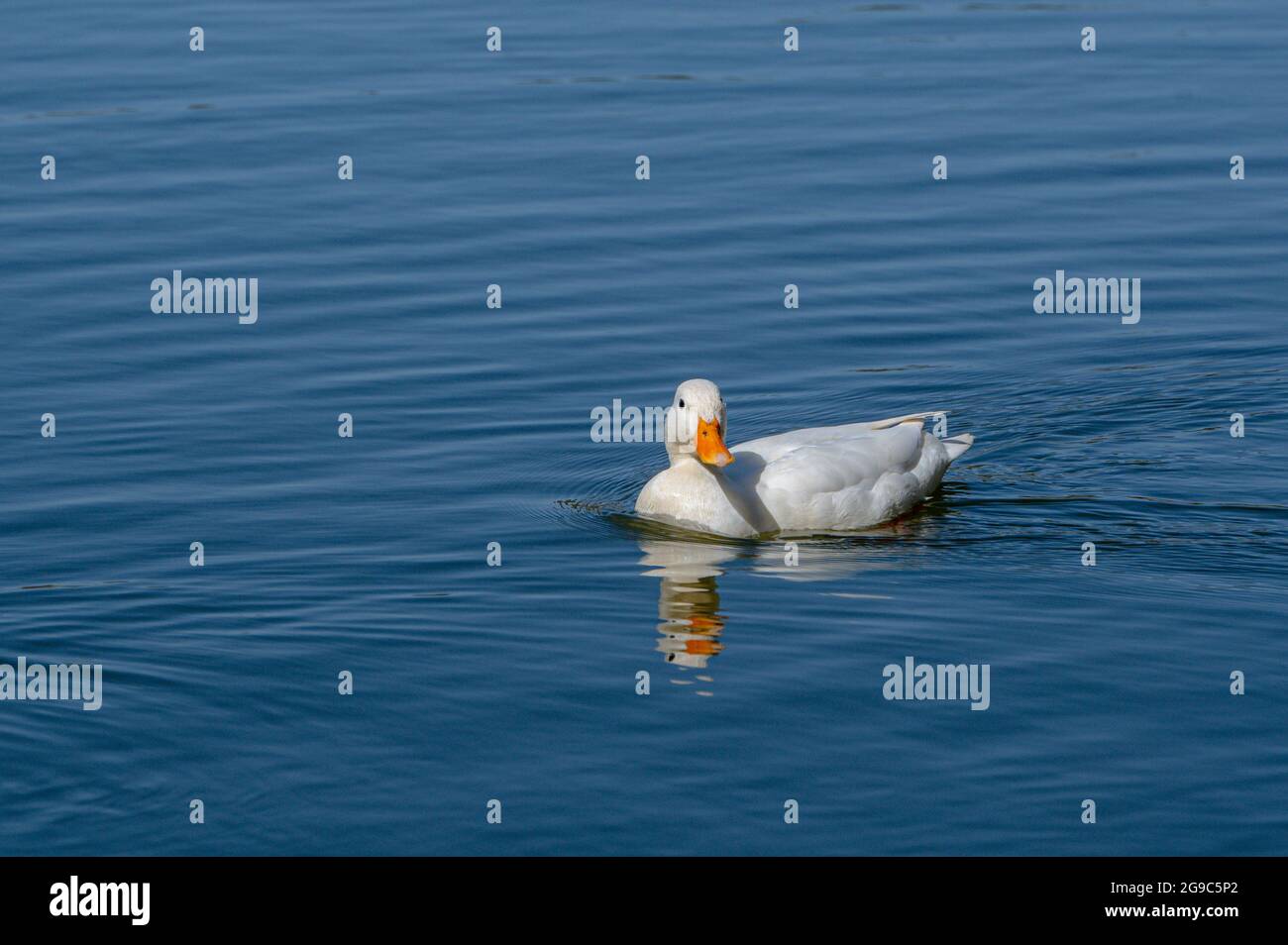 Albino mallard anas platyrhynchos hi-res stock photography and images ...