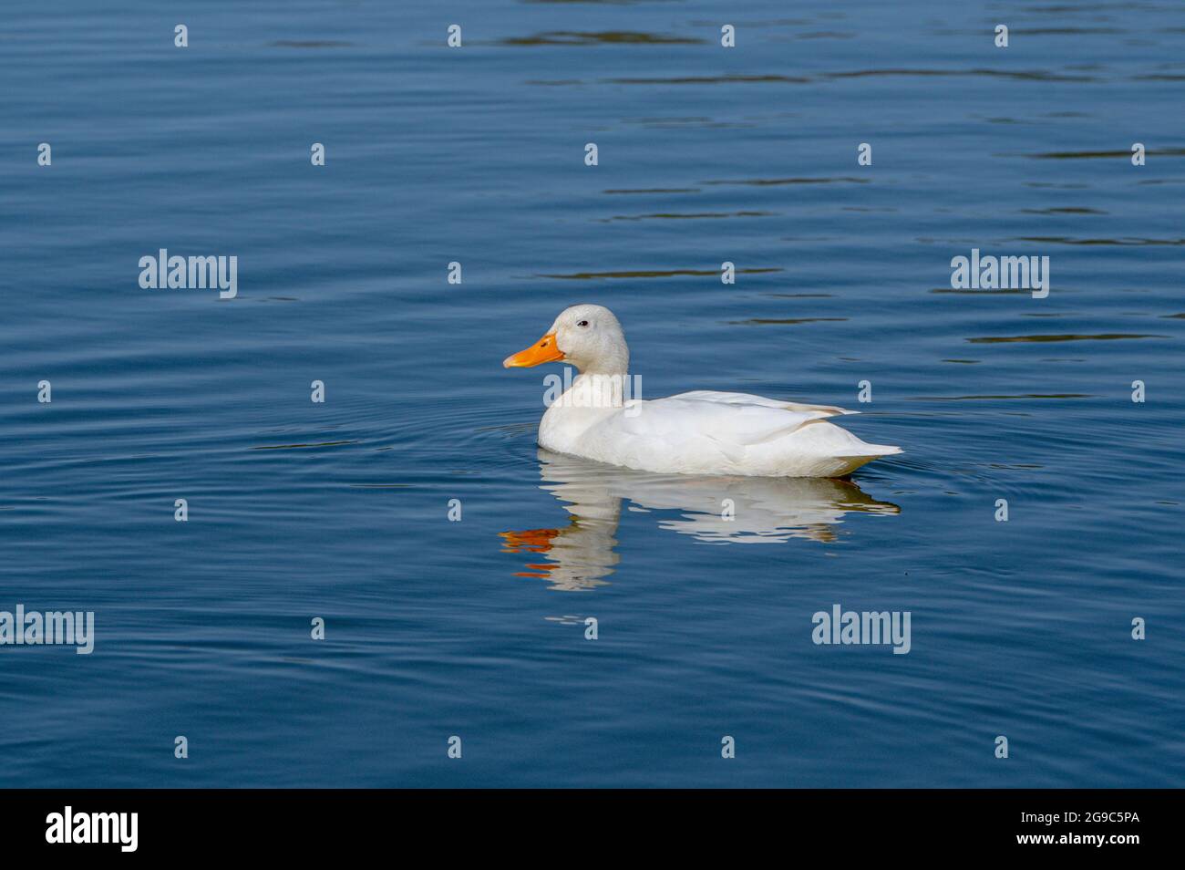 Albino mallard anas platyrhynchos hi-res stock photography and images ...
