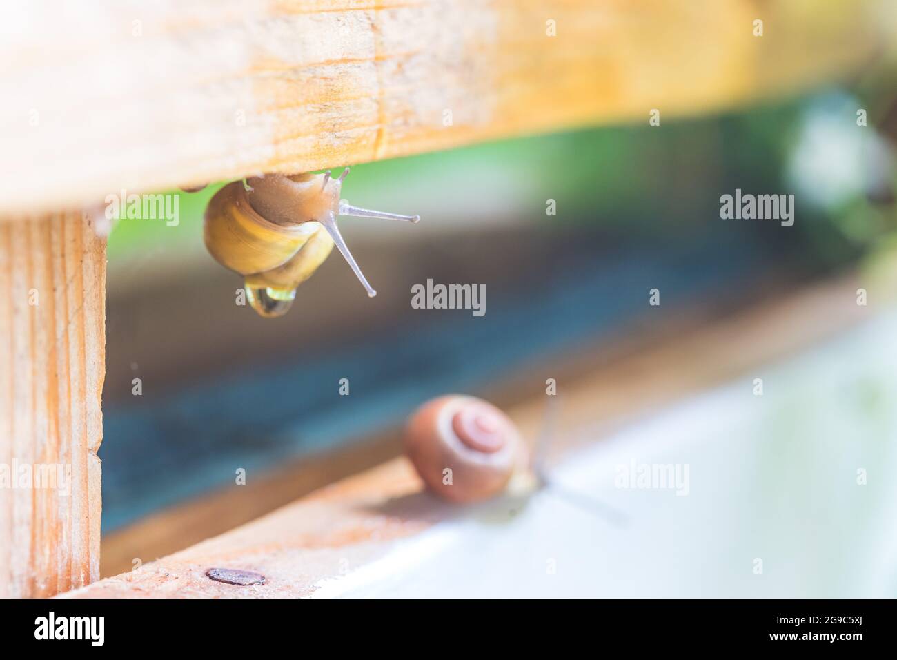 Snail crawling in the own garden after rain, close up Stock Photo - Alamy