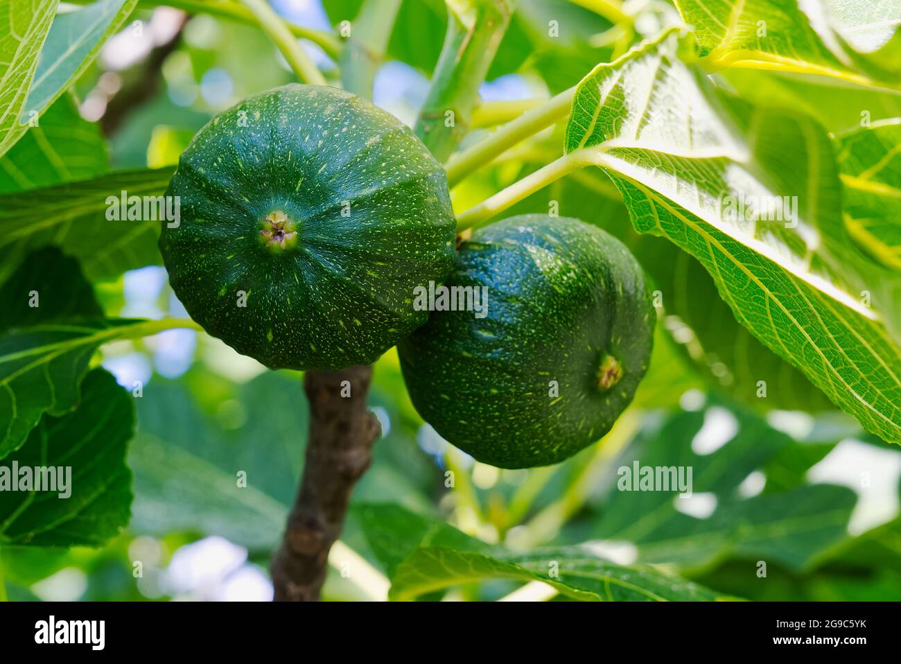 green unripe figs on a tree in sunny weather Stock Photo - Alamy