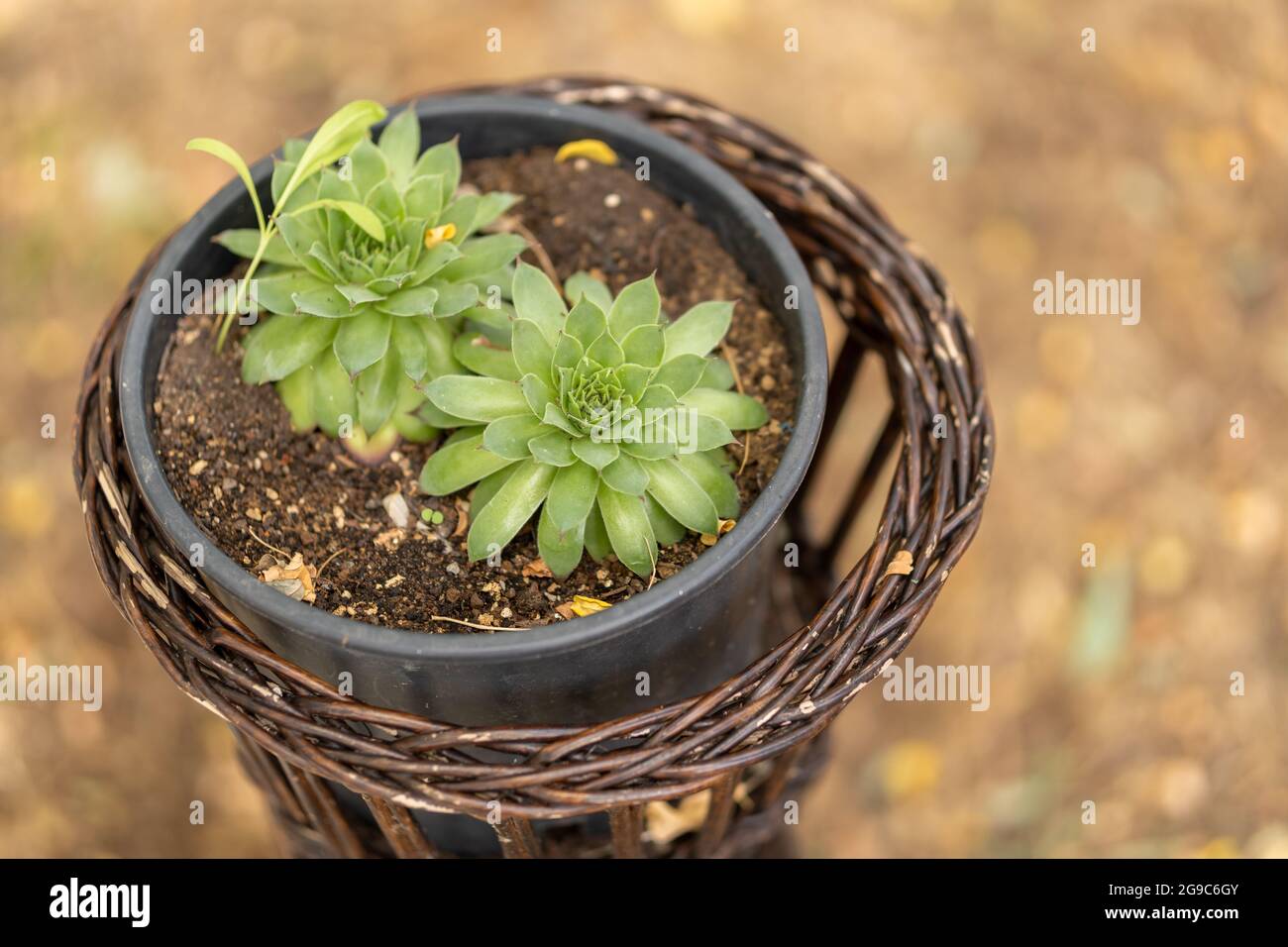 A top view closeup of a plant with green leaves growing in the pot ...