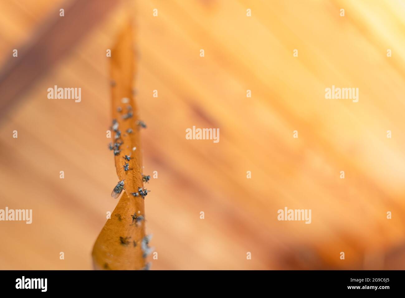 Fly sticky tape hanging with insects stuck Stock Photo - Alamy