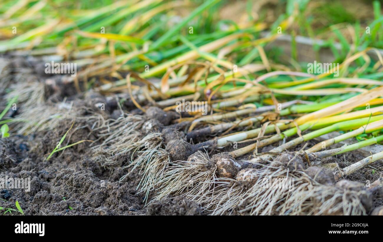 Fresh garlic is dried in the garden after being pulled from the soil ...