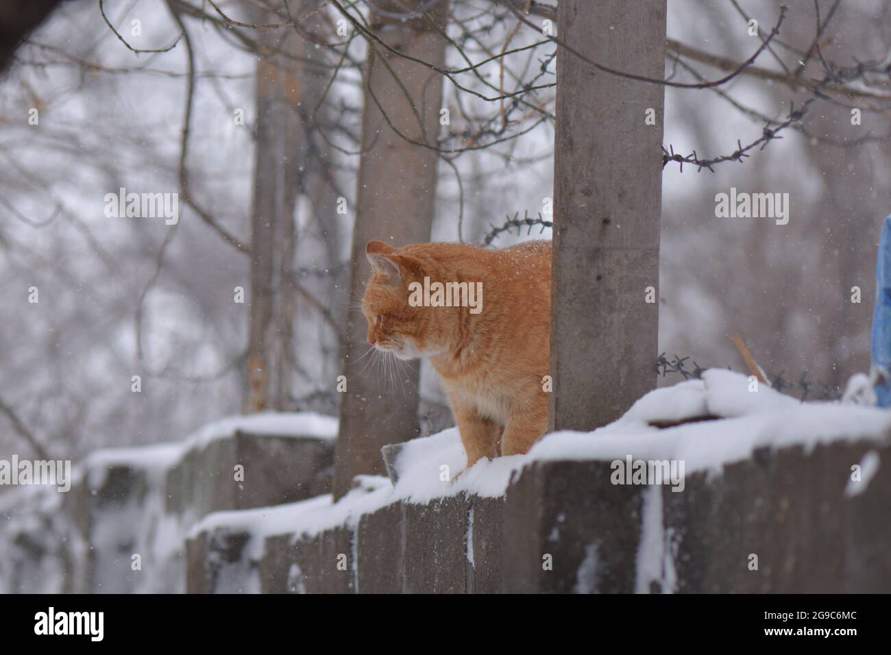 Domestic cat behind wire hi-res stock photography and images - Alamy